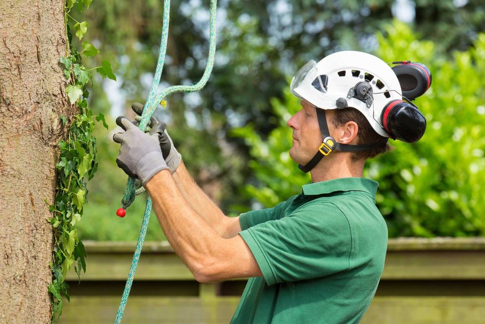 What is a Certified Arborist? - Pine Valley Tree Services